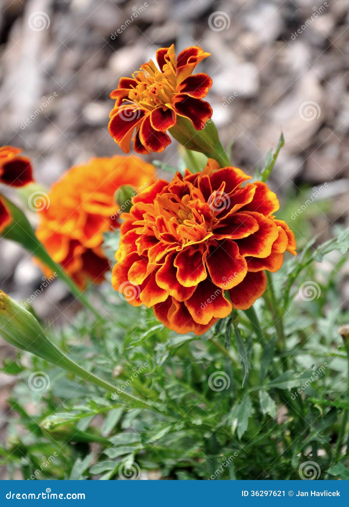 Spring flower stock image. Image of nature, spring, orange - 36297621