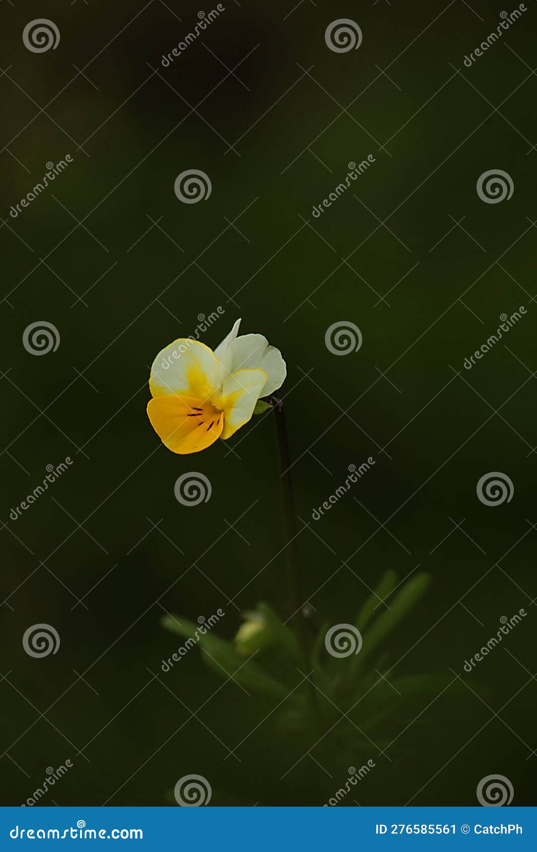 Spring Flower Pansies on a Green Background Stock Image - Image of ...