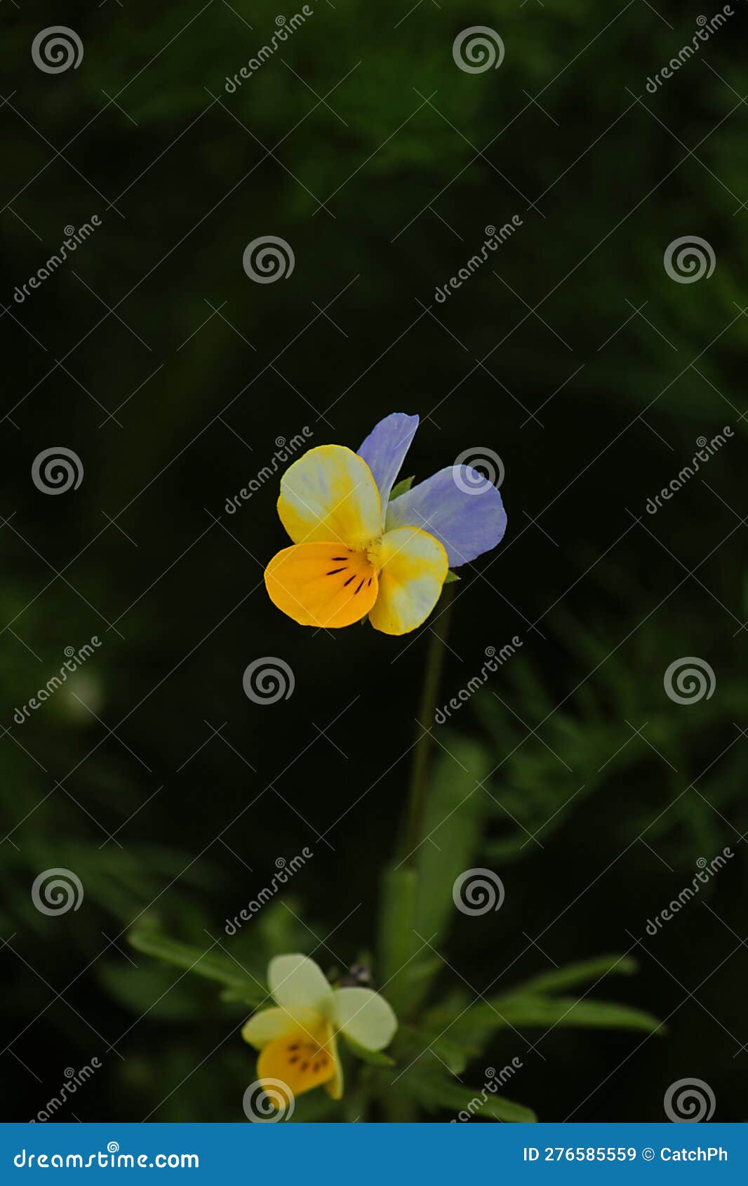 Spring Flower Pansies on a Green Background Stock Image - Image of warm ...