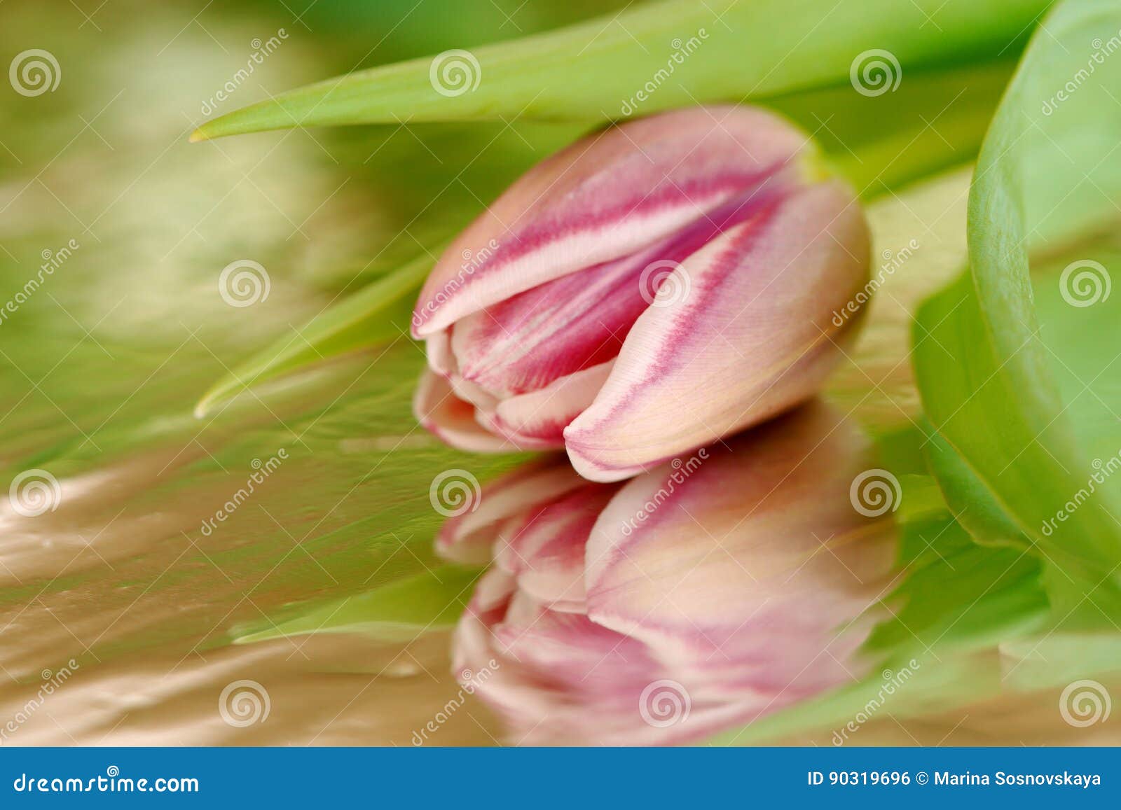 Spring Flower - Pink Tulip with Reflection Stock Photo - Image of gift ...