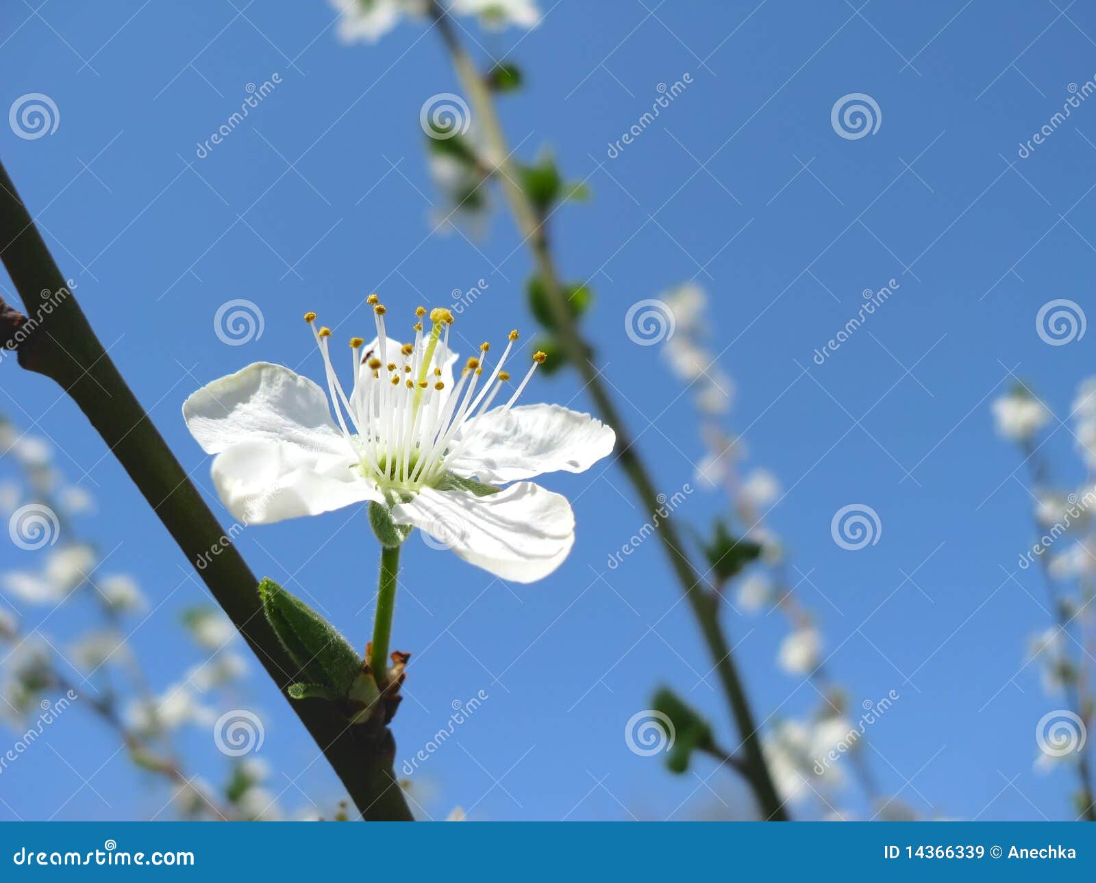Spring flower of plum tree stock image. Image of flower - 14366339