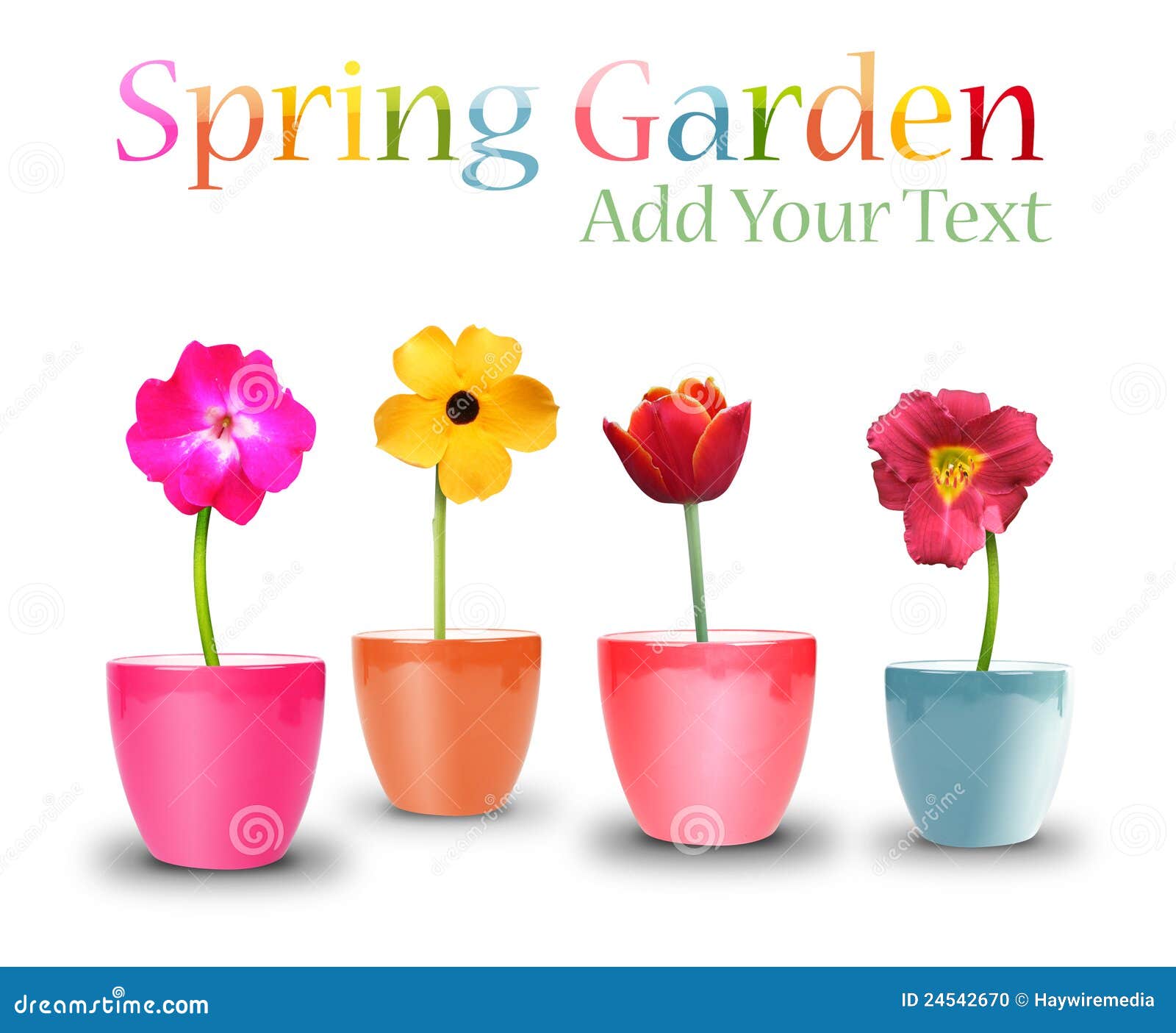 Spring Flower Pots on White Stock Photo - Image of holiday, petunia ...