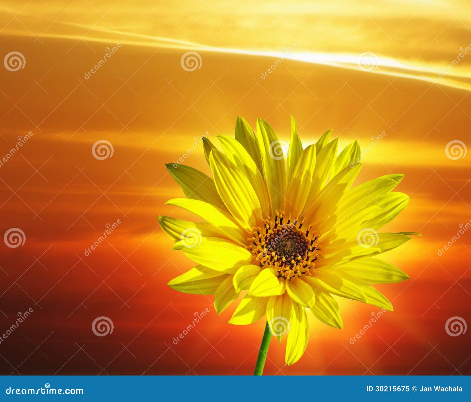 Spring flower stock image. Image of spring, pattern, sunset - 30215675