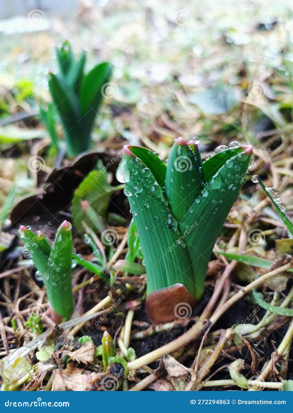 Spring flower in raindrops stock image. Image of raindrops - 272294863