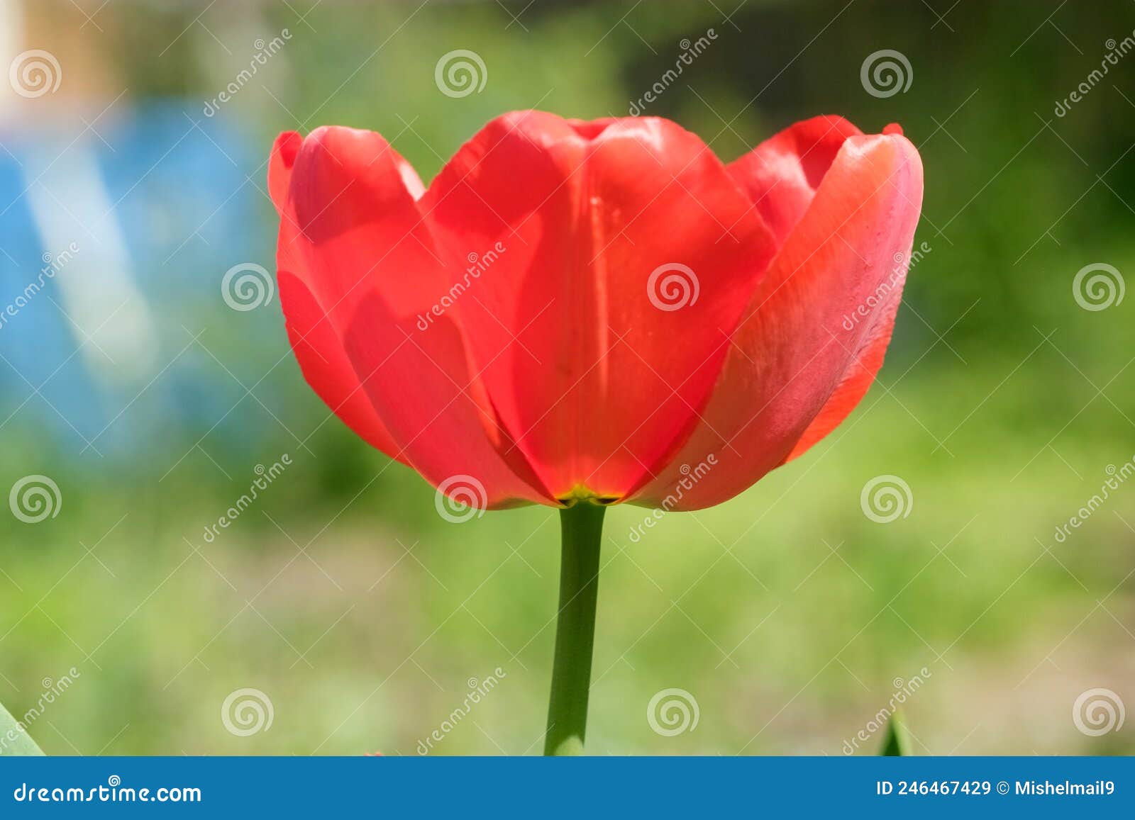Spring Flower Red Tulip in the Garden. Large Open Flower, Side View ...
