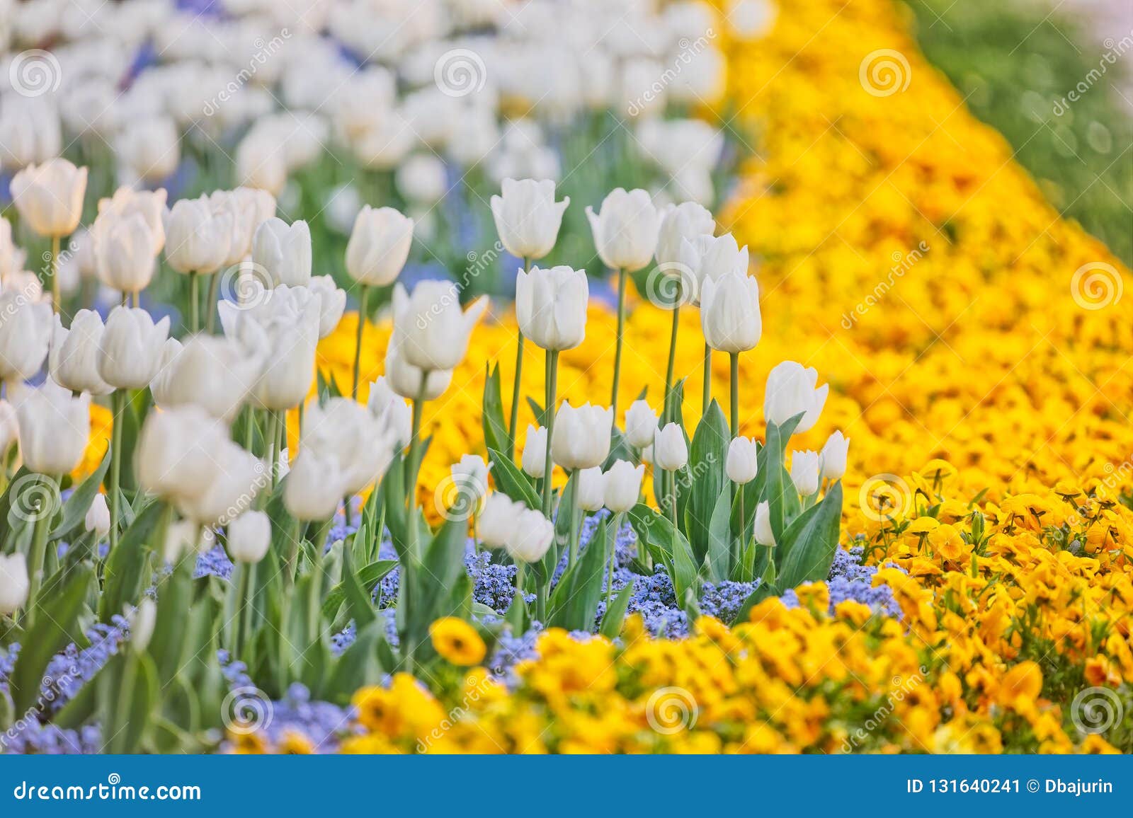 Spring flower rows stock image. Image of color, blossom - 131640241