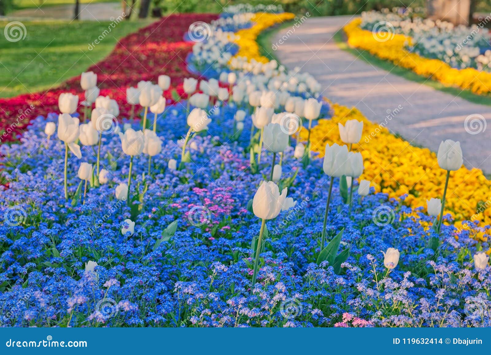 Spring flower rows stock photo. Image of gardening, fragrant - 119632414