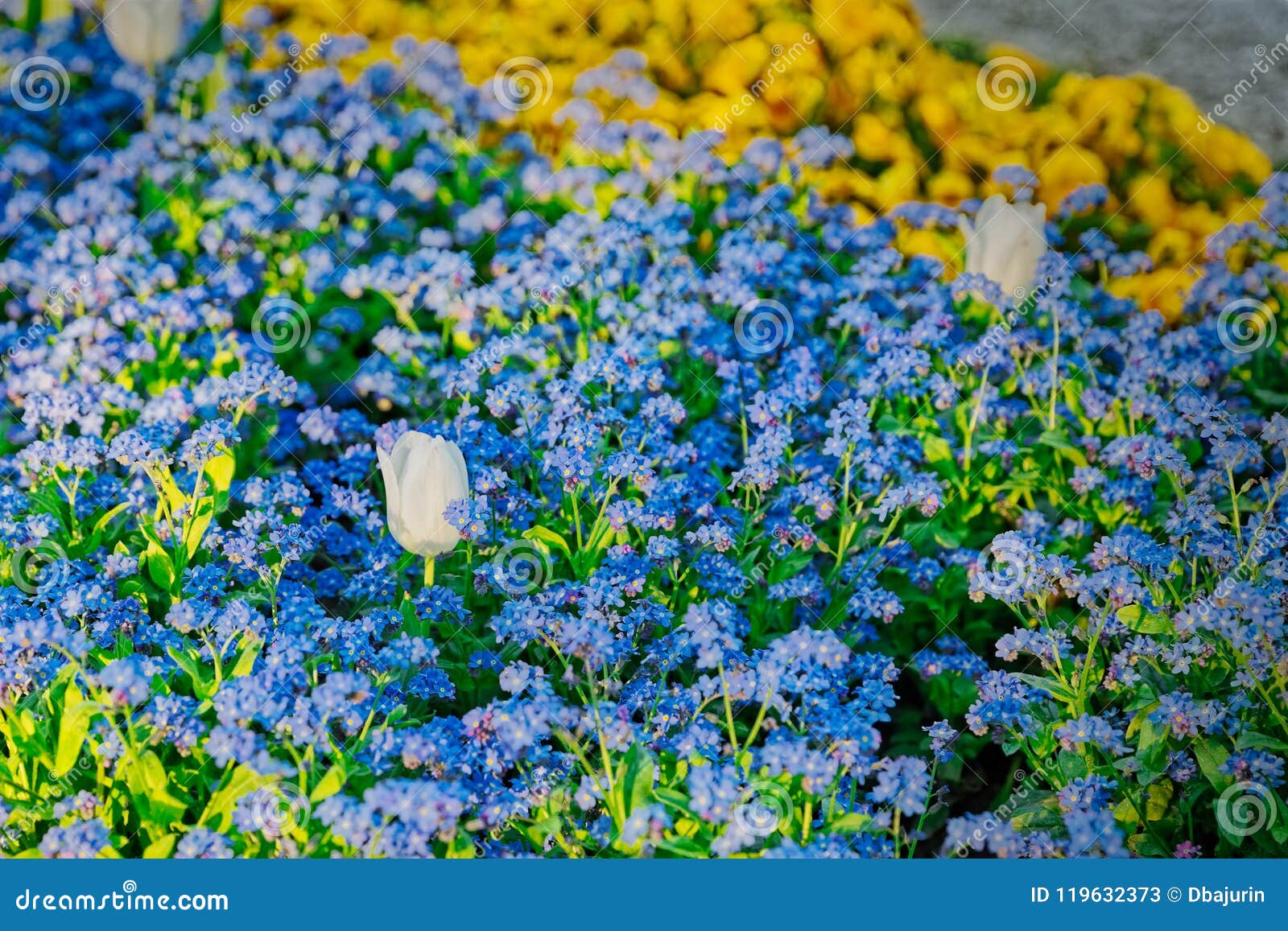 Spring flower rows stock image. Image of flowerbed, blue - 119632373