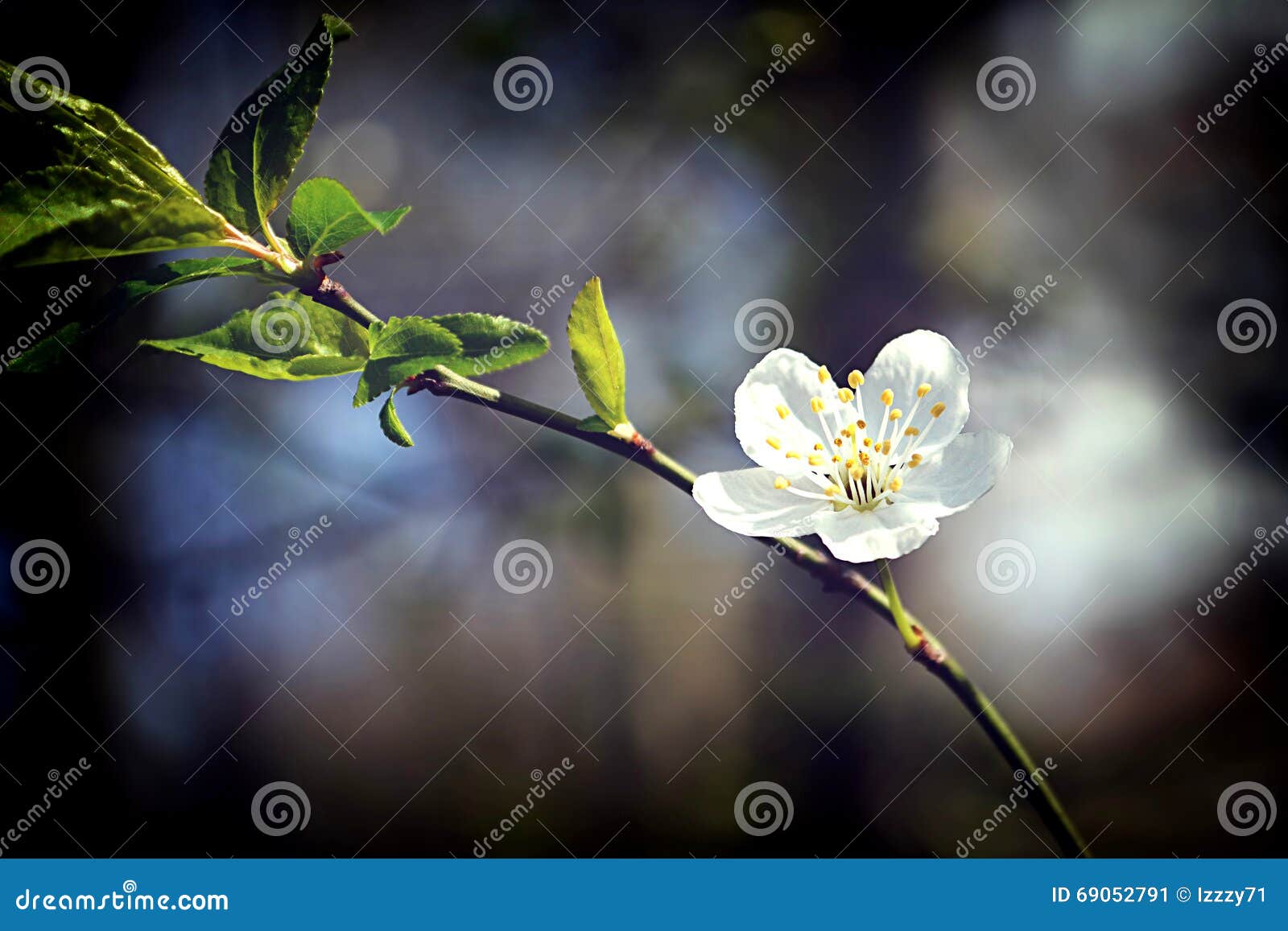 Spring flower stock image. Image of petal, nature, beauty - 69052791
