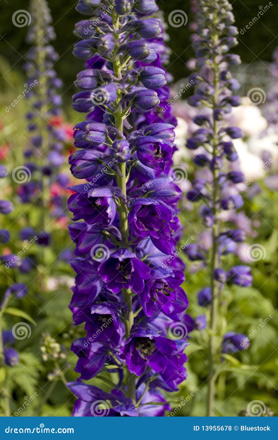 Spring Flower Stems in Garden Stock Photo - Image of colorful, detail ...
