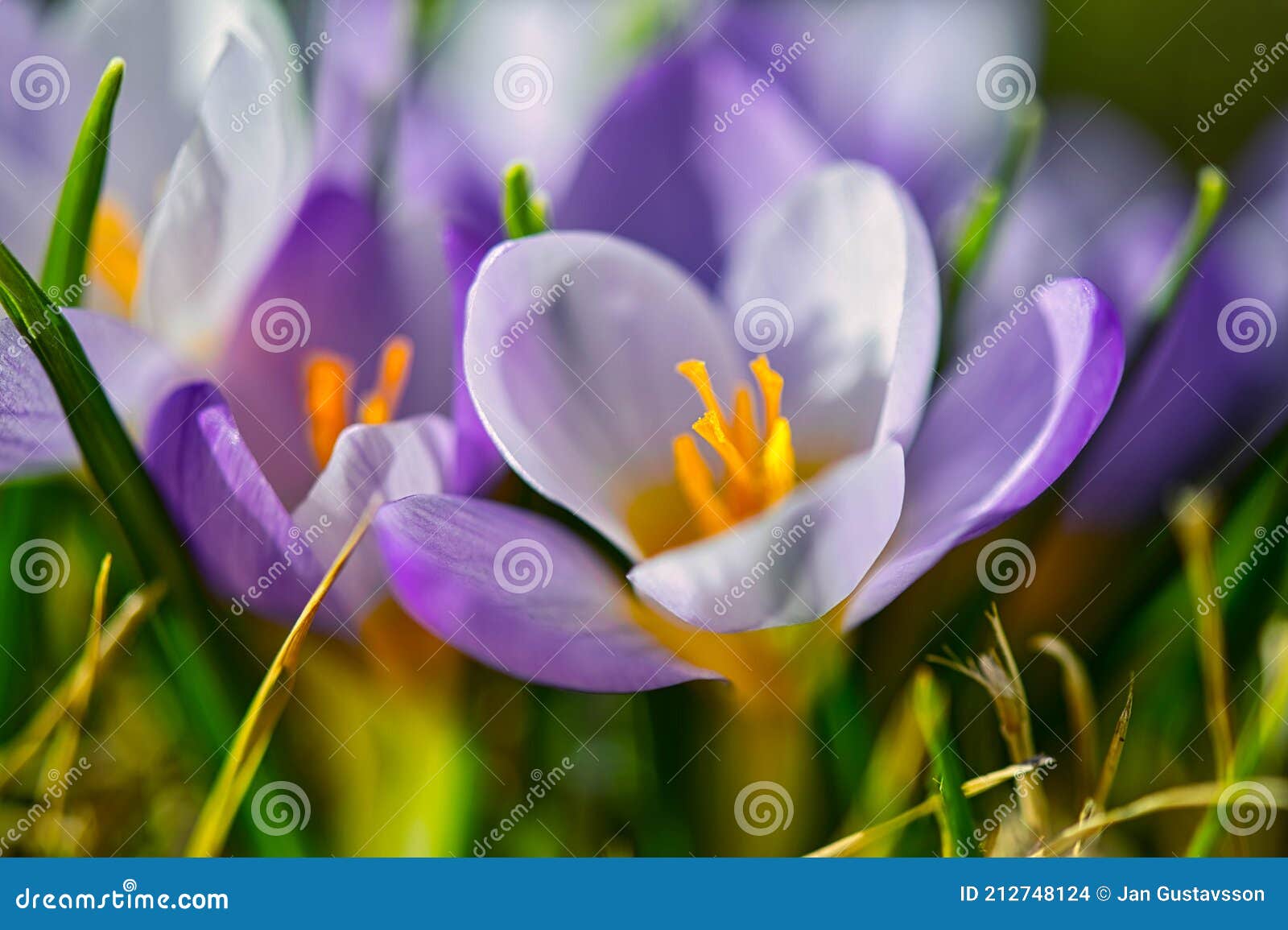 Spring flower in the sun stock photo. Image of green - 212748124