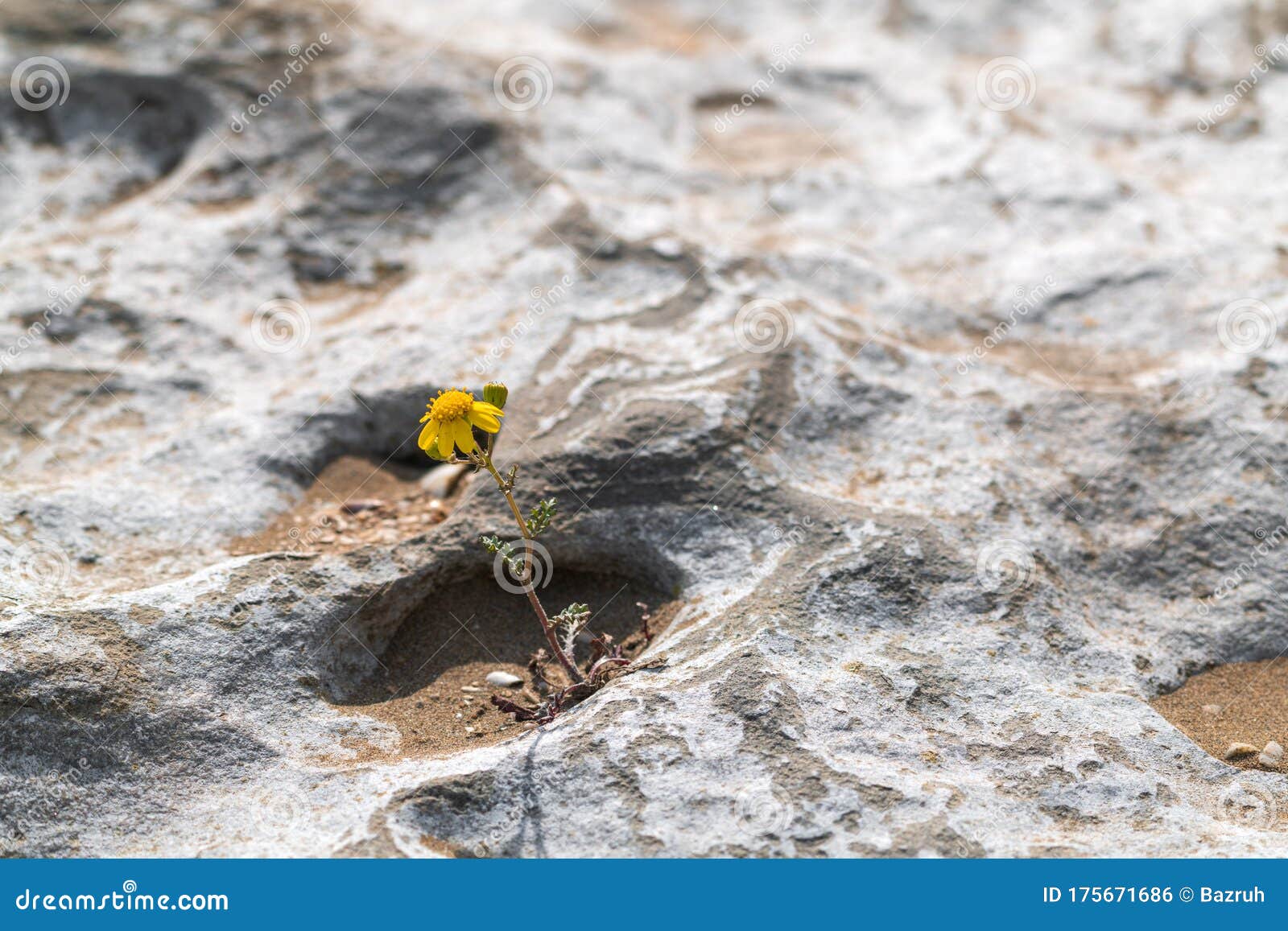 Spring Flower Surviving on the Rock Stock Photo - Image of botany ...