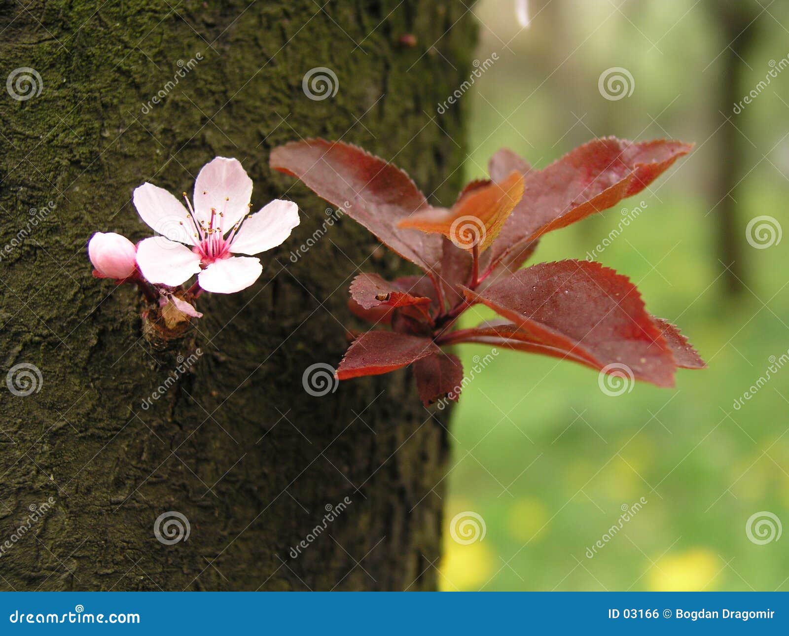 Spring flower on tree bark stock photo. Image of apple, tree - 3166