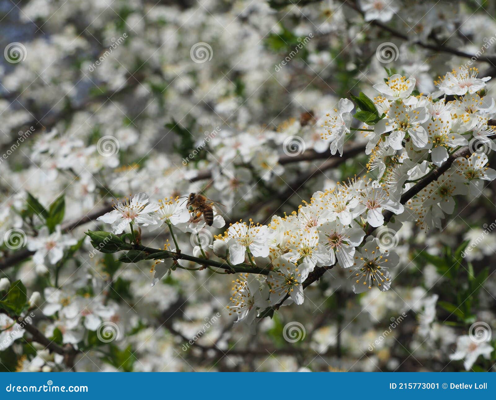Spring Flower on Tree with Bee Stock Image - Image of background, text ...