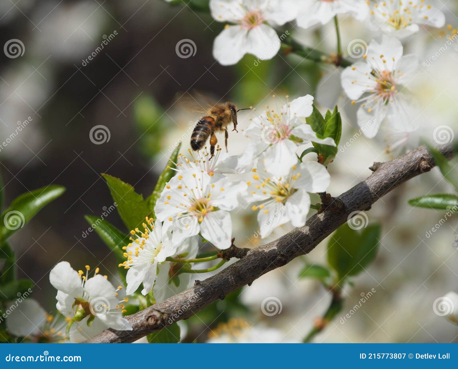 Spring Flower on Tree with Bee Stock Image - Image of background ...