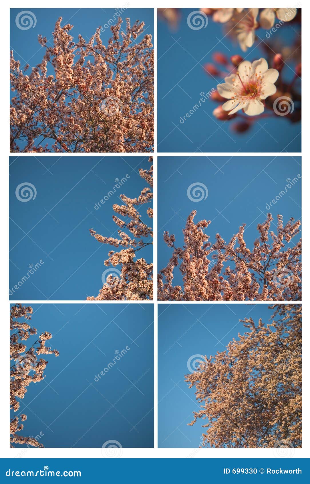 Spring Flower on a Tree Collage Stock Photo - Image of spring, season ...