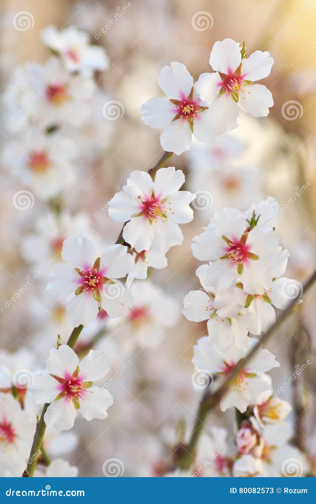 Spring flower on tree. stock image. Image of focus, flora - 80082573
