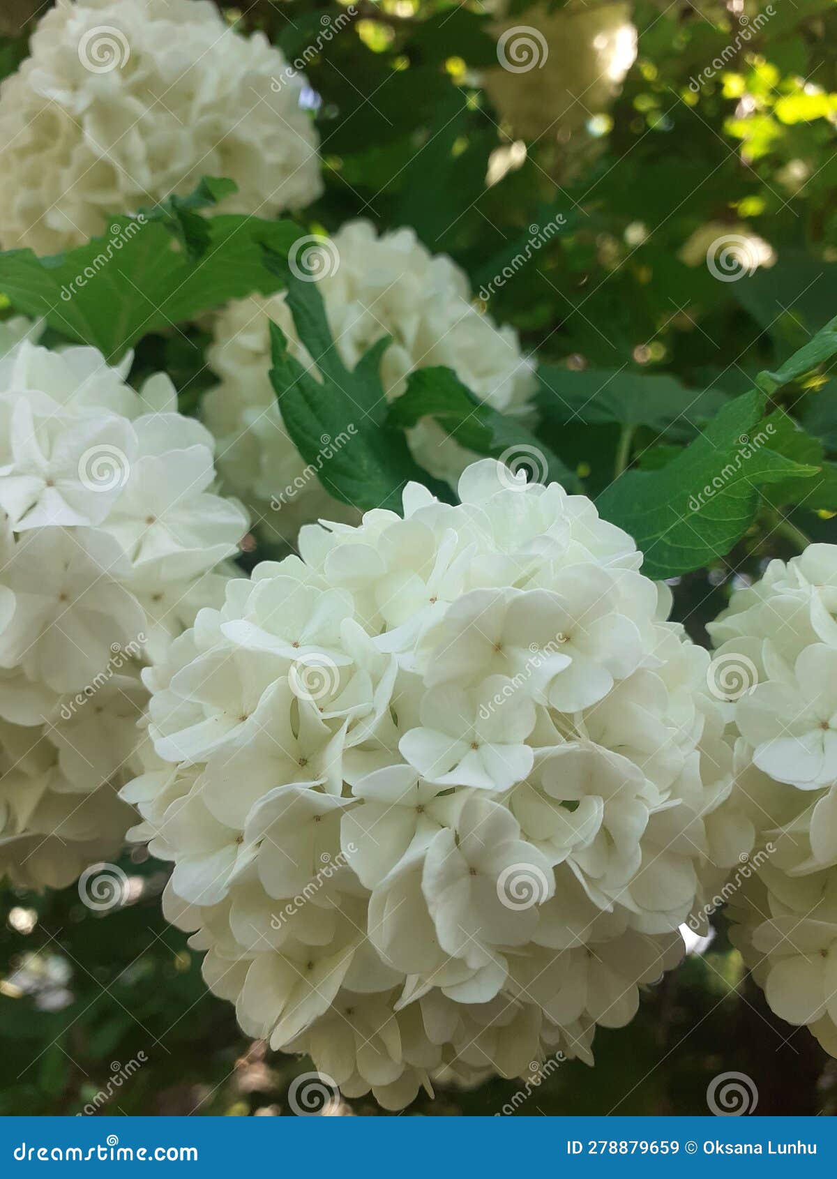 Spring flower white stock image. Image of green, white - 278879659