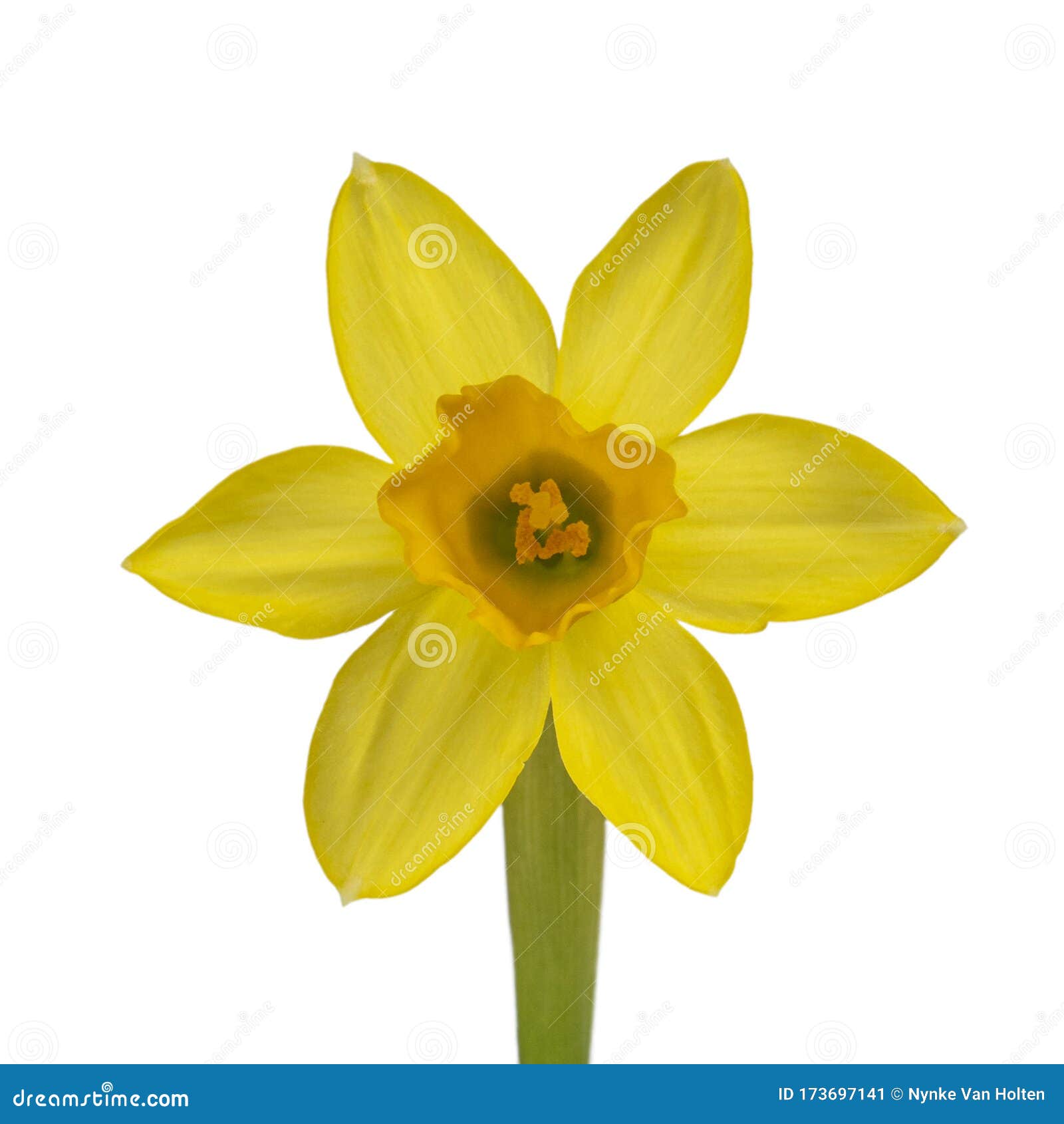 Spring Flower on White Background Stock Image - Image of flower, green ...