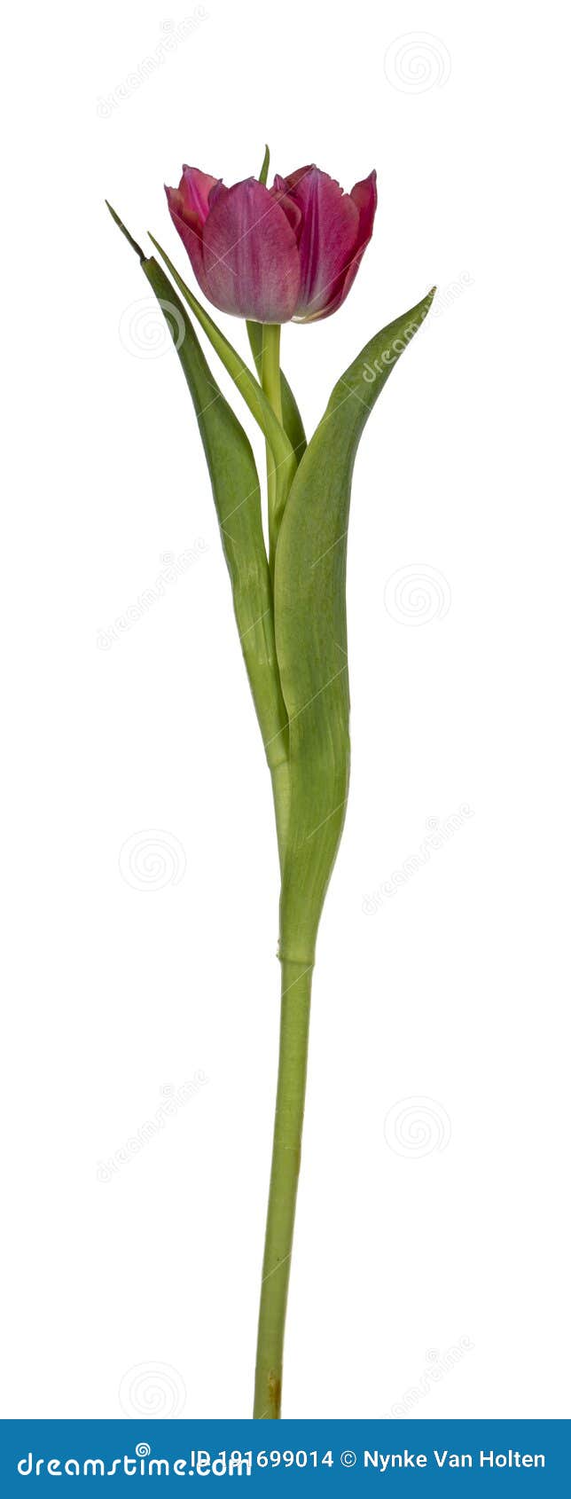 Spring Flower on White Background Stock Photo - Image of floral ...