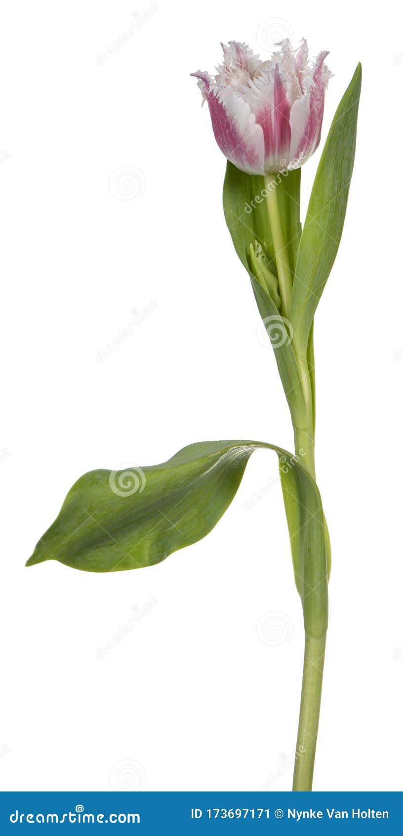 Spring Flower on White Background Stock Image - Image of object ...