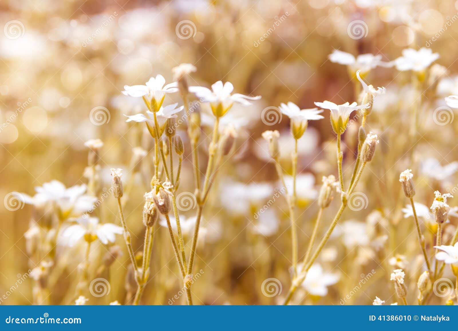 Spring flower white color stock photo. Image of meadow - 41386010