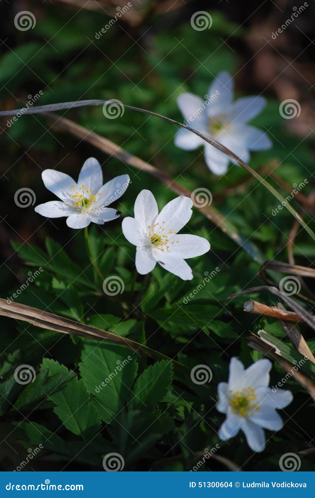 Spring flower stock photo. Image of leaves, spring, green - 51300604