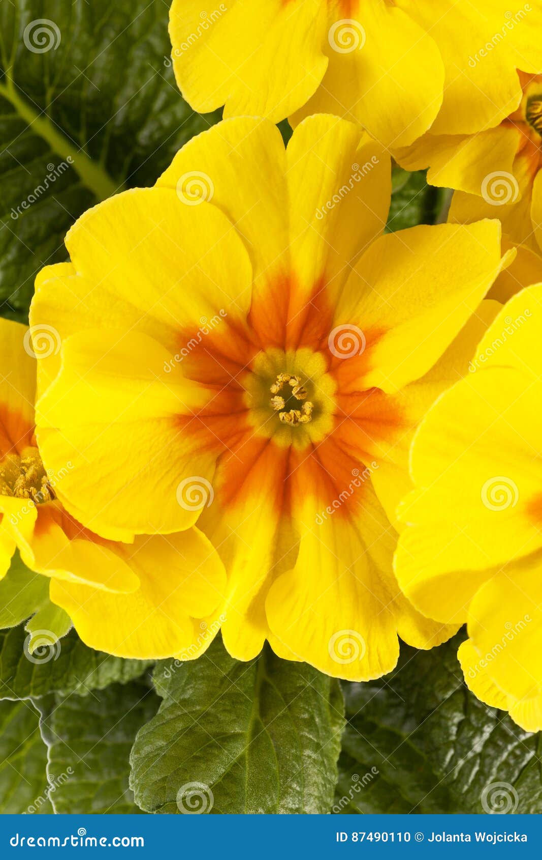 Spring Flower of Yellow Primula Vulgaris Stock Photo - Image of botany ...