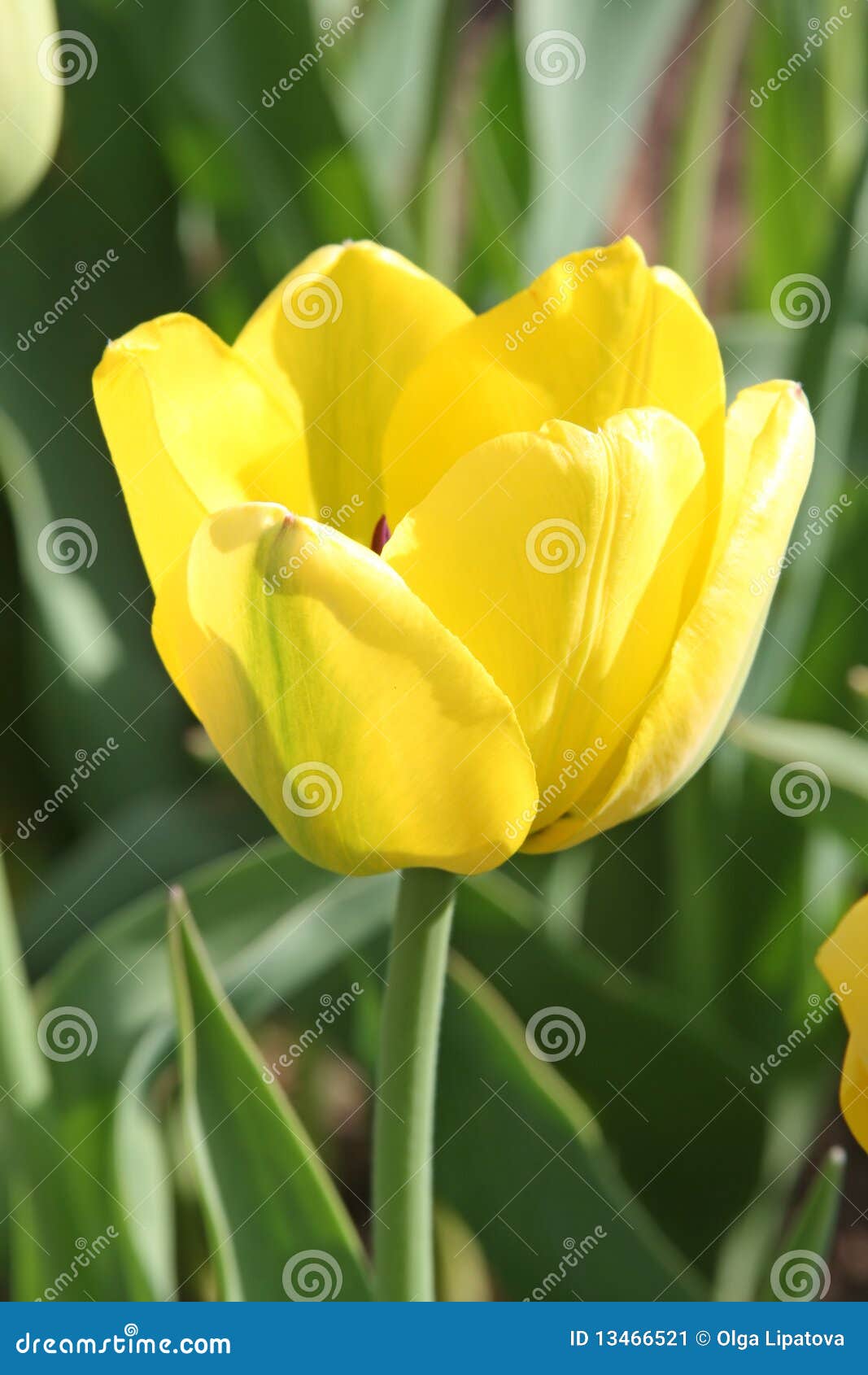 Spring Flower - Yellow Tulip Stock Image - Image of summer, easter ...