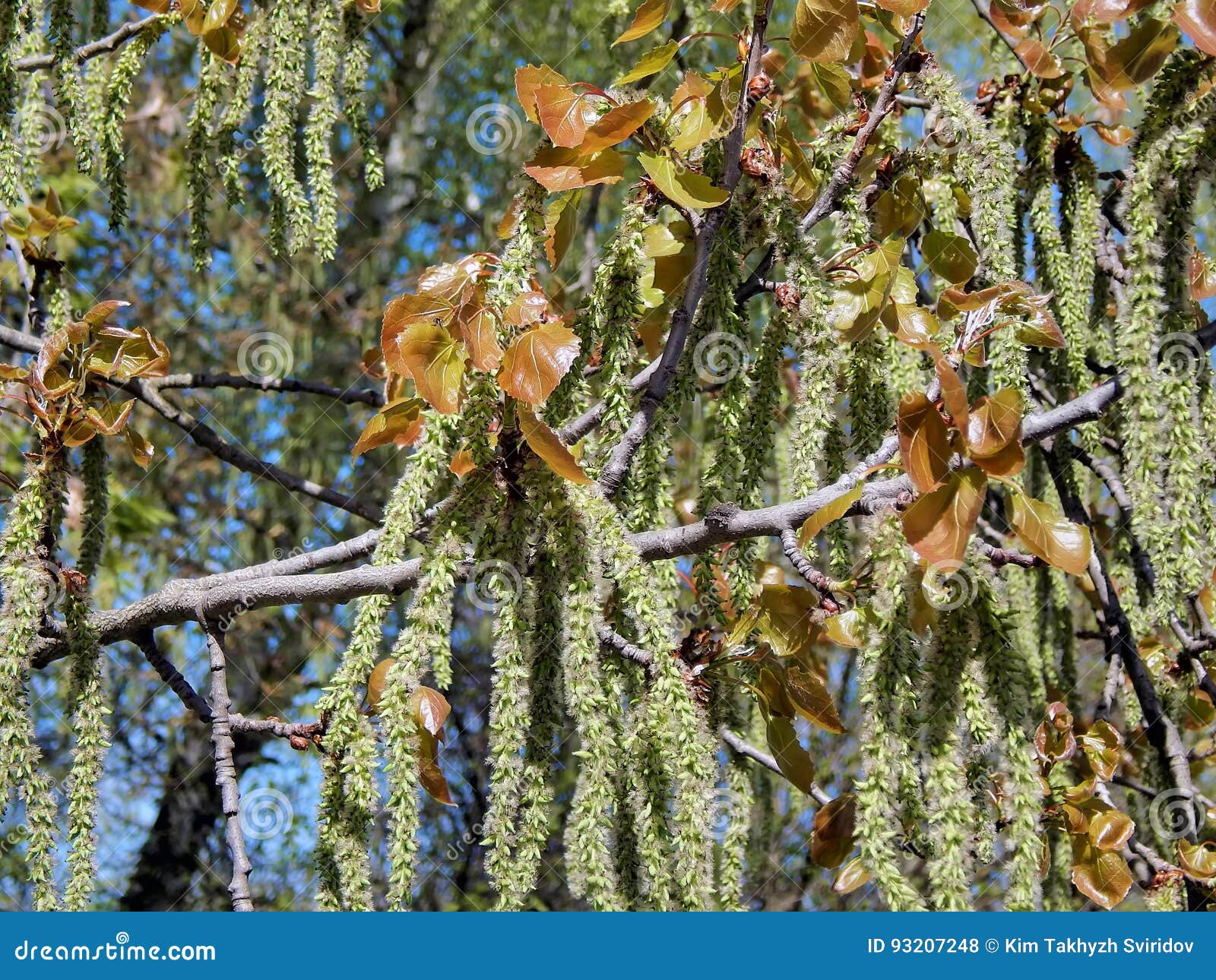 Spring Flowering of Alder Tree Stock Photo - Image of blooming, foliage ...