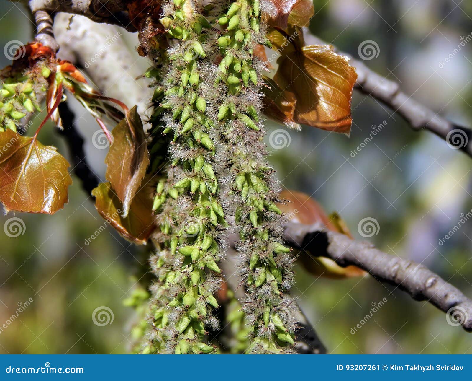 Spring Flowering of Alder Tree Stock Image - Image of foliage, beauty ...