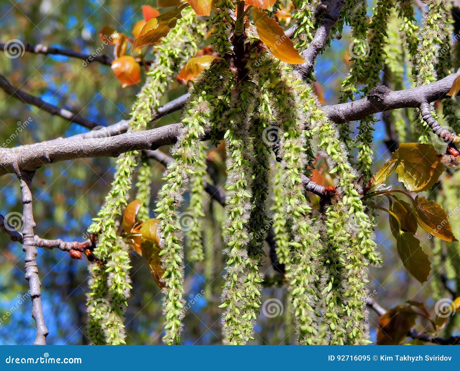 Spring Flowering of Alder Tree Stock Image - Image of beautiful ...