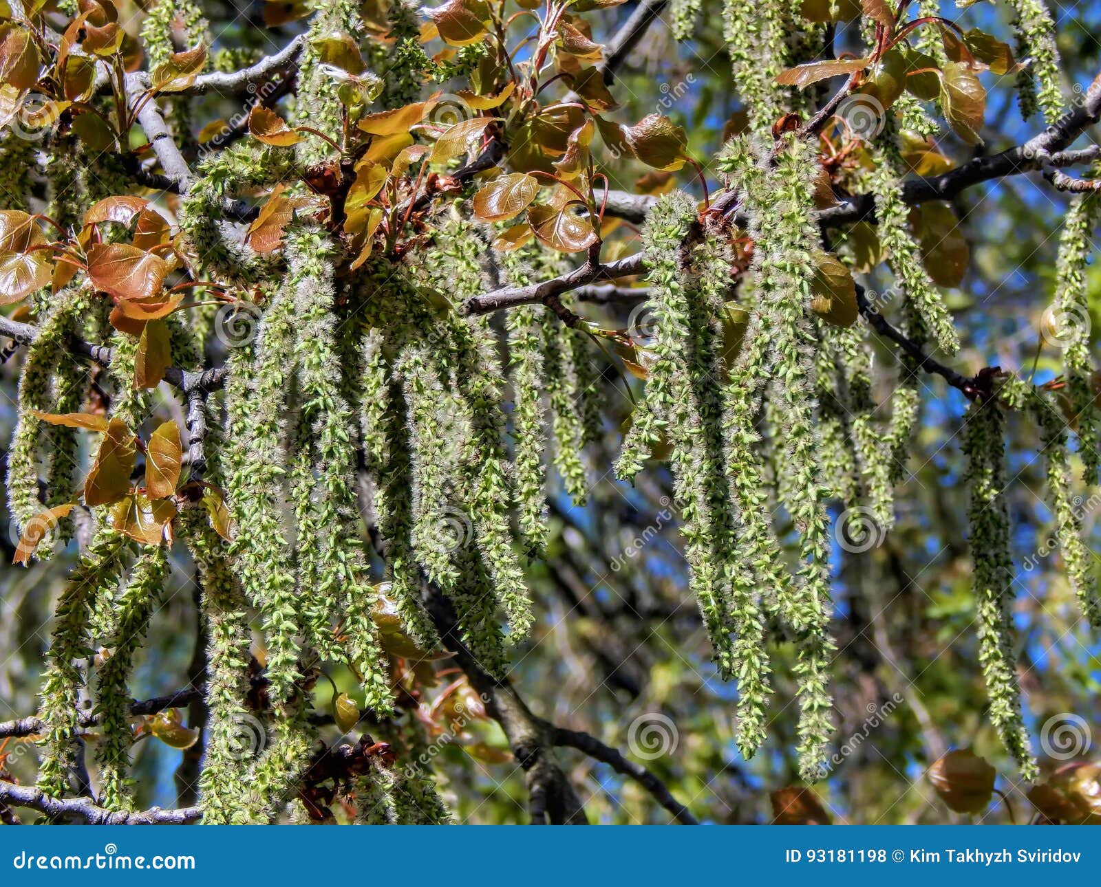 Spring Flowering of Alder Tree Stock Photo - Image of brown, color ...