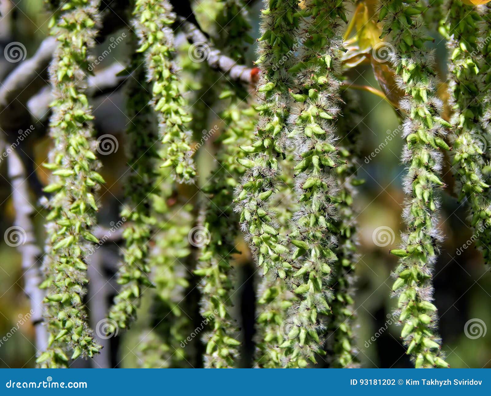 Spring Flowering of Alder Tree Stock Photo - Image of flowering ...