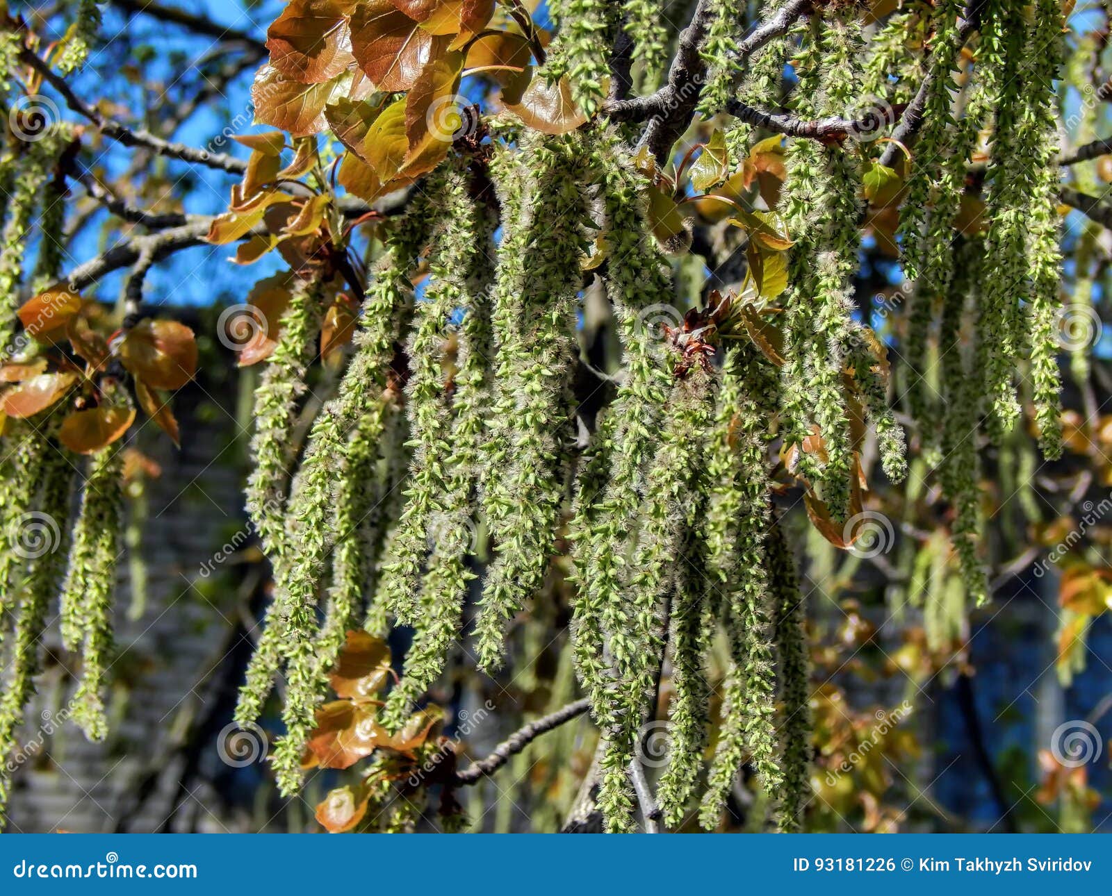 Spring Flowering of Alder Tree Stock Photo - Image of fresh, background ...