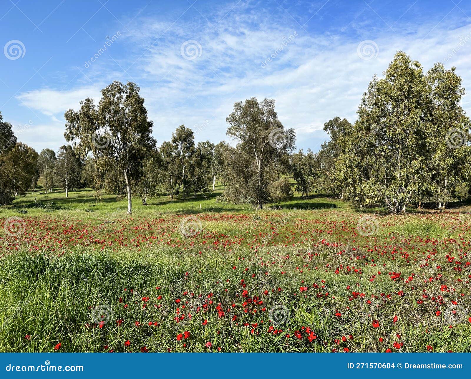 Spring Flowering Anemones in the Meadow Stock Photo - Image of flower ...