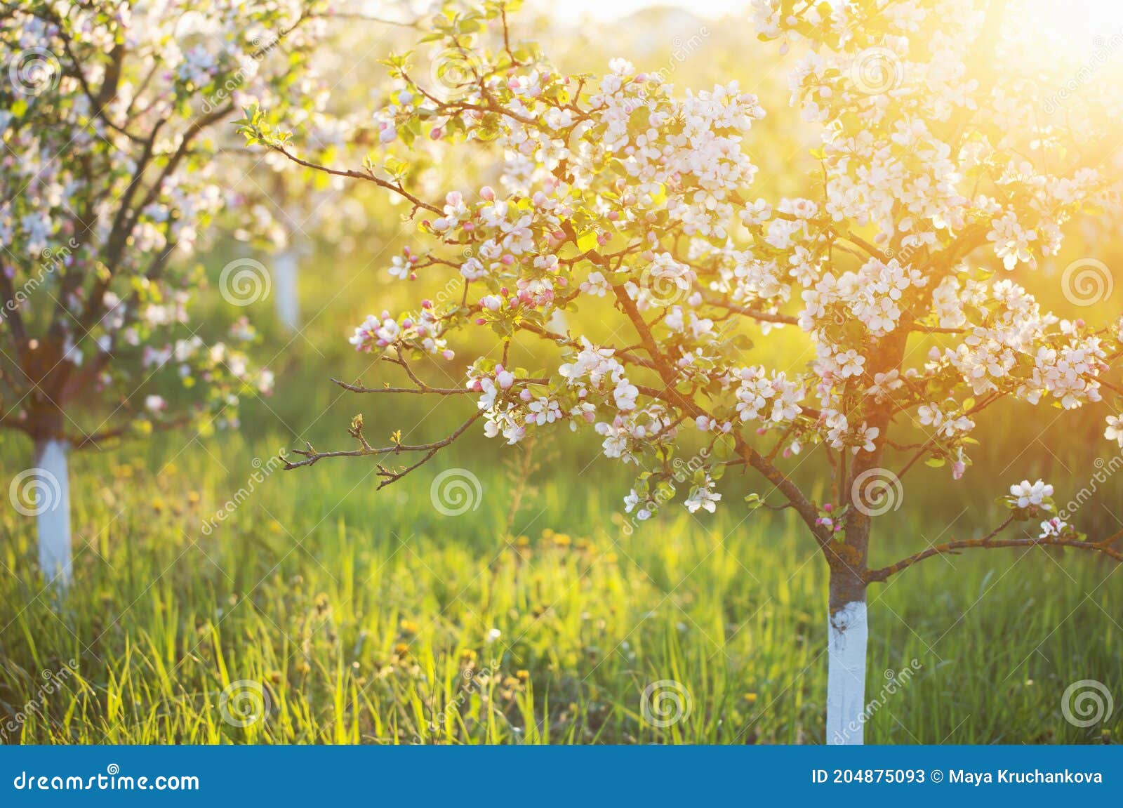 Spring Flowering Orchard in Sunlight Stock Image - Image of branch ...