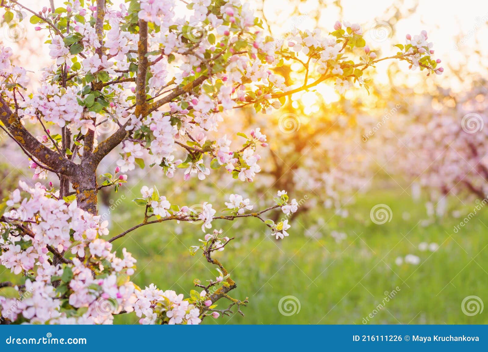 Spring Flowering Apple Orchard in Sunlight Stock Photo - Image of ...