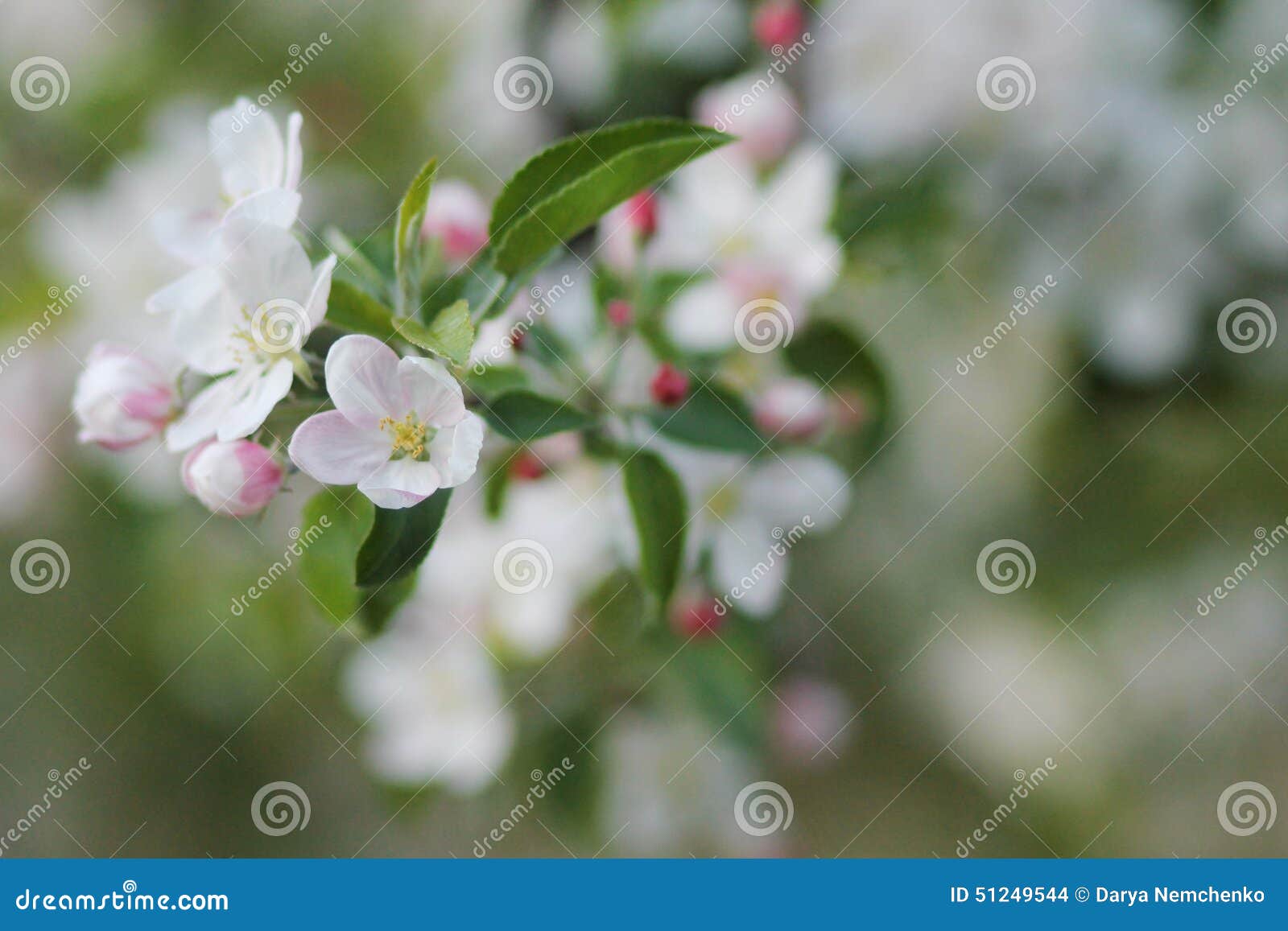 Spring Flowering Apple Tree Stock Photo - Image of branch, herbs: 51249544