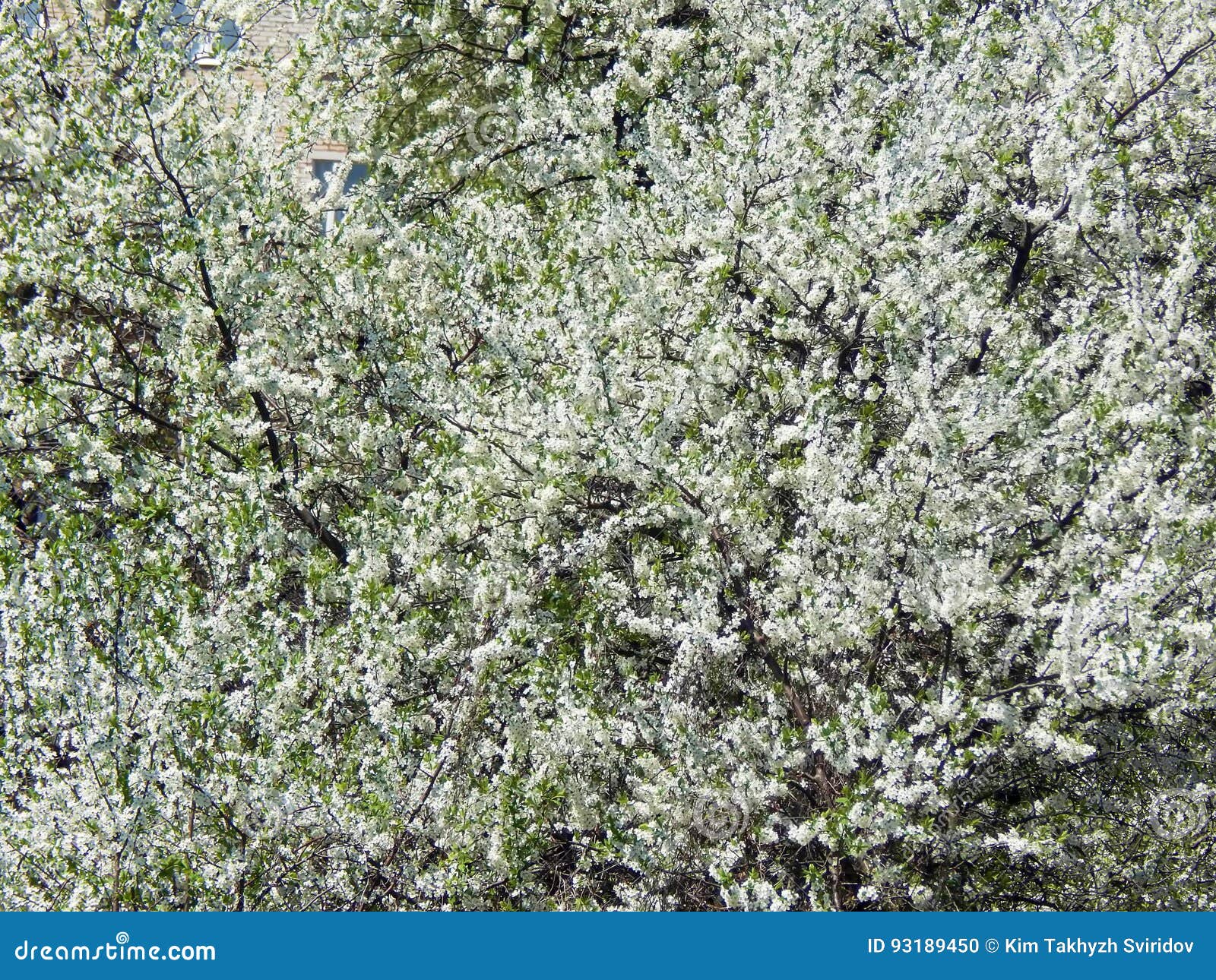 Spring Flowering Apple Trees Stock Photo - Image of outdoor, leaf: 93189450