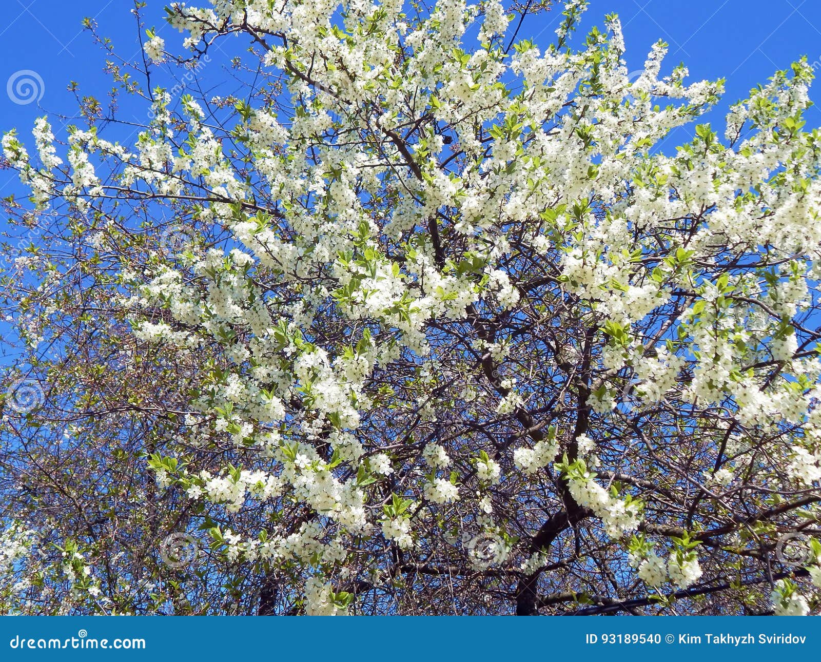 Spring Flowering Apple Trees Stock Photo - Image of botany, nature ...