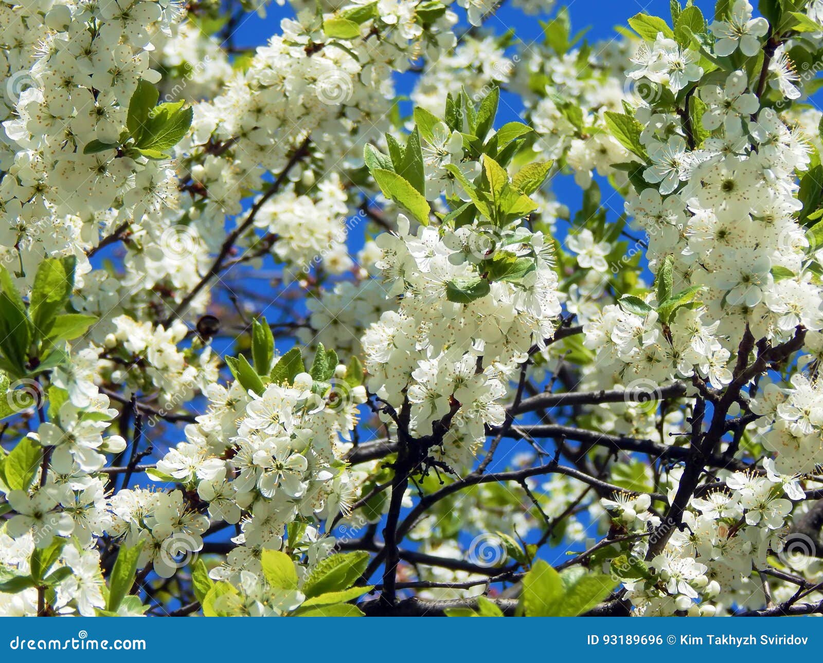 Spring Flowering Apple Trees Stock Photo - Image of foliage, forest ...