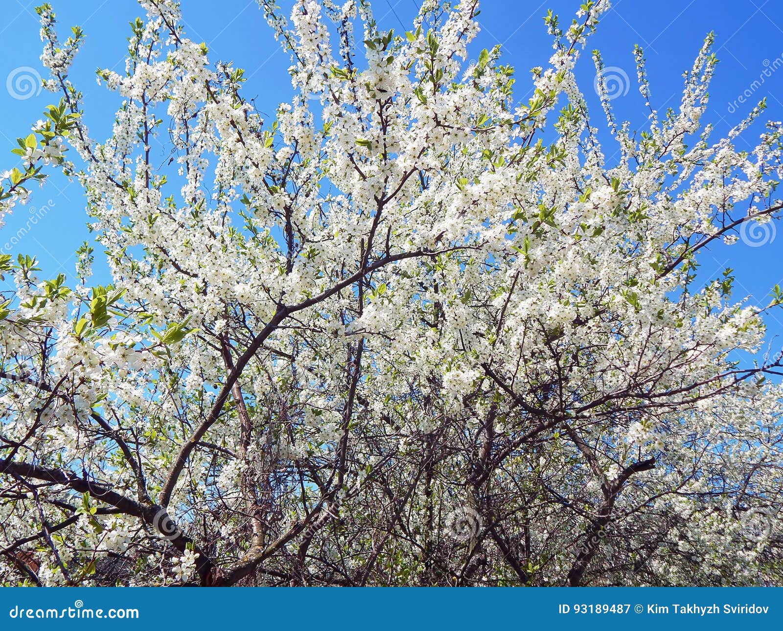 Spring Flowering Apple Trees Stock Image - Image of flowering ...