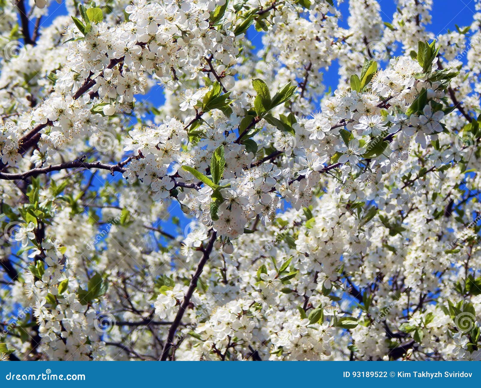 Spring Flowering Apple Trees Stock Photo - Image of natural, blossom ...