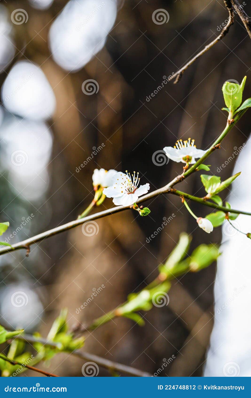 Spring Flowering Branch on a Brown Trunk Background Stock Photo - Image ...