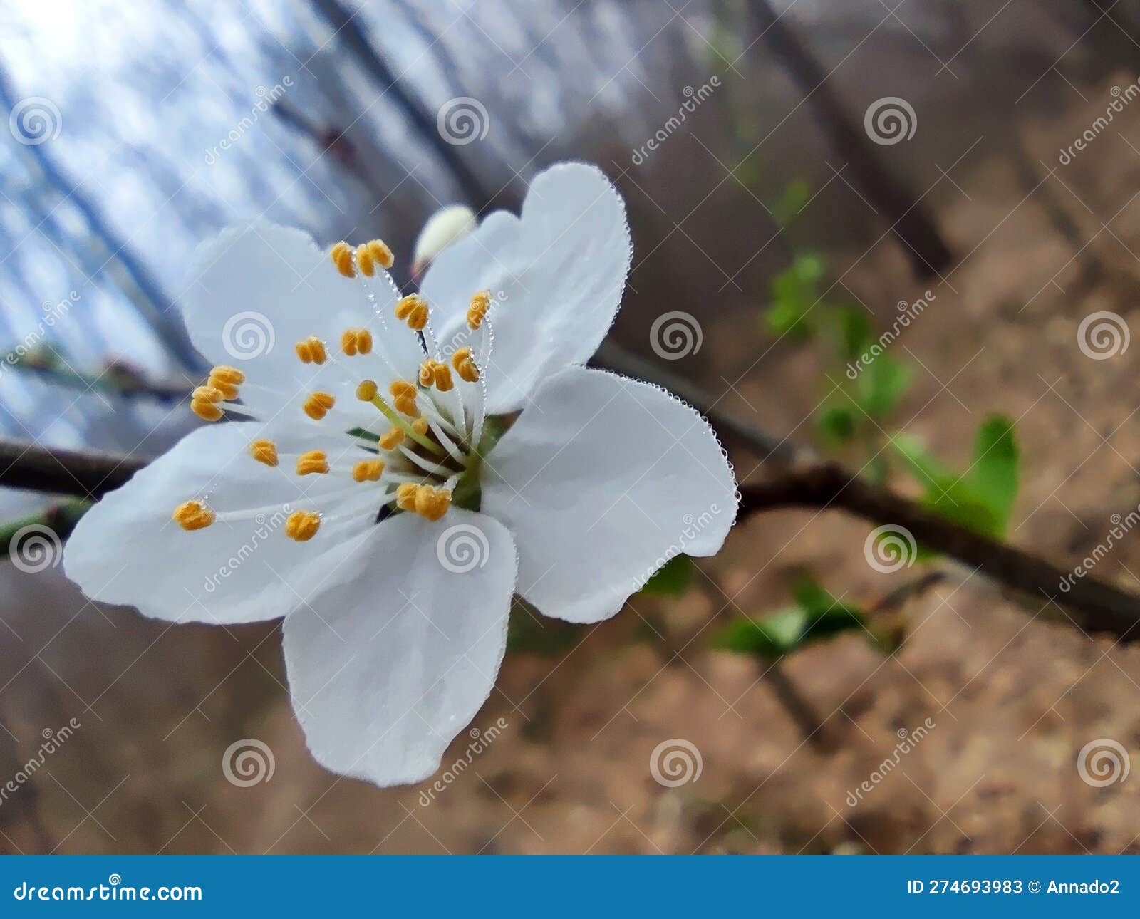 Spring Flowering Branch in the Forest Close Up Stock Image - Image of ...