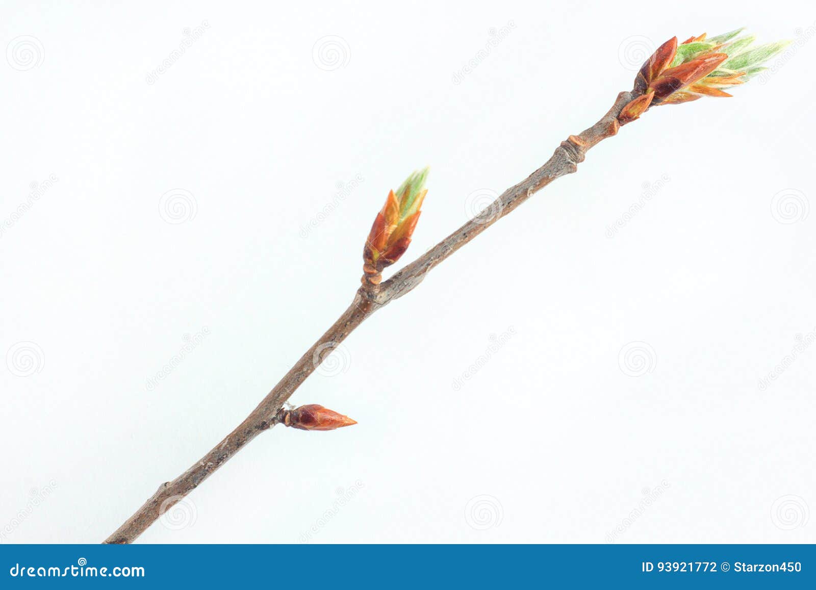 Spring Flowering Branch of Mountain Ash. Stock Photo - Image of ...