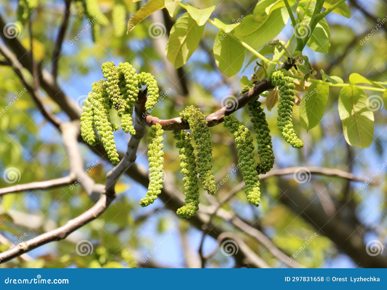 Spring flowering walnut stock photo. Image of forest - 297831658