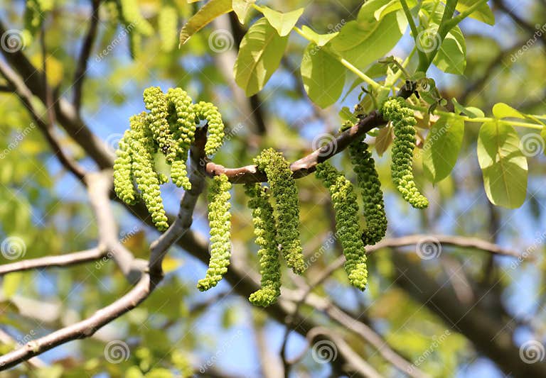 Spring flowering walnut stock photo. Image of forest - 297831658