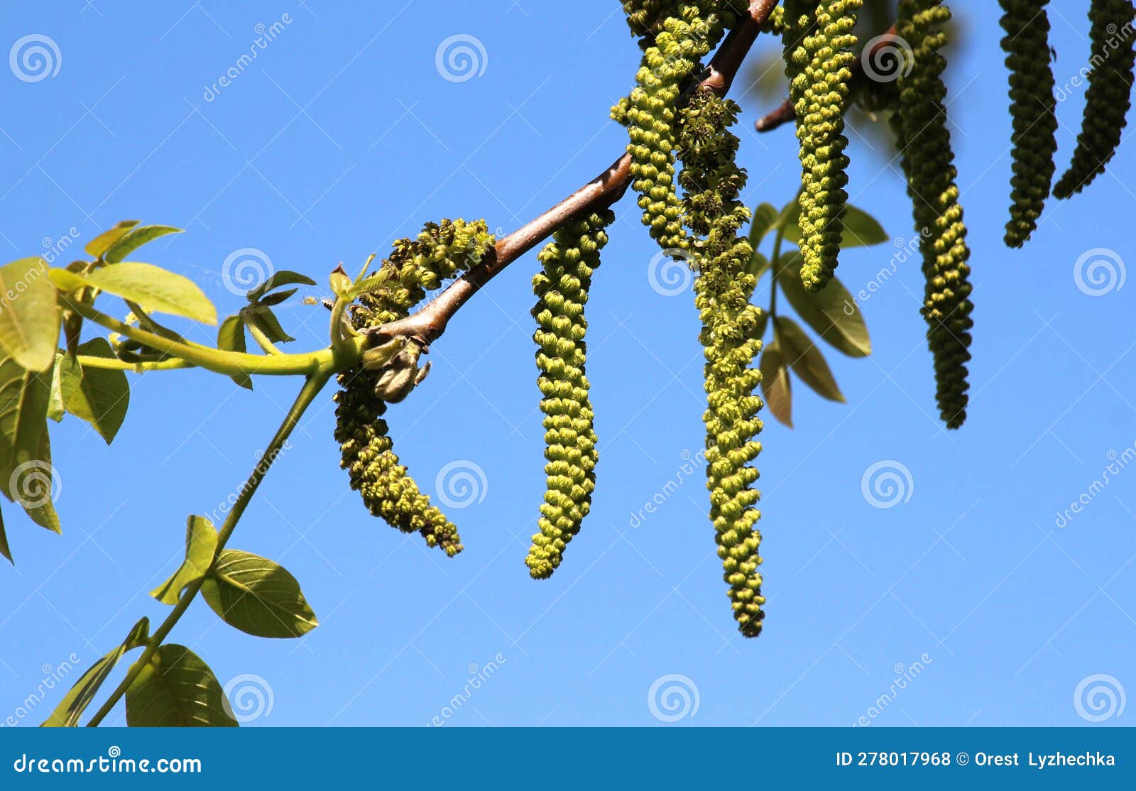 Spring flowering walnut stock photo. Image of plant - 278017968
